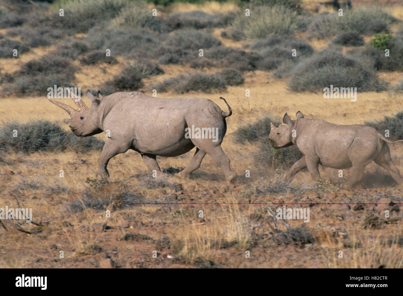 Black Rhinoceros (Diceros bicornis) female with calf, Damaraland, Namib Desert, Namibia Stock ...