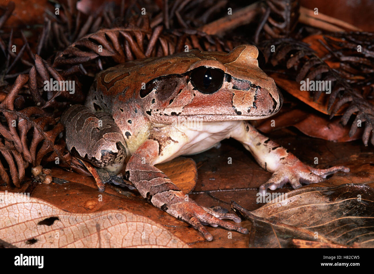 Northern Barred Frog (Mixophyes schevilli) in the rainforest, Kuranda ...
