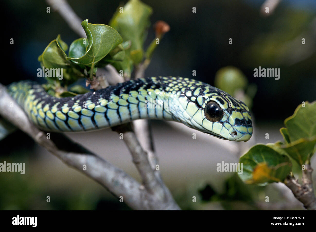 Boomslang (Dispholidus typus) highly venomous arboreal snake, Africa ...