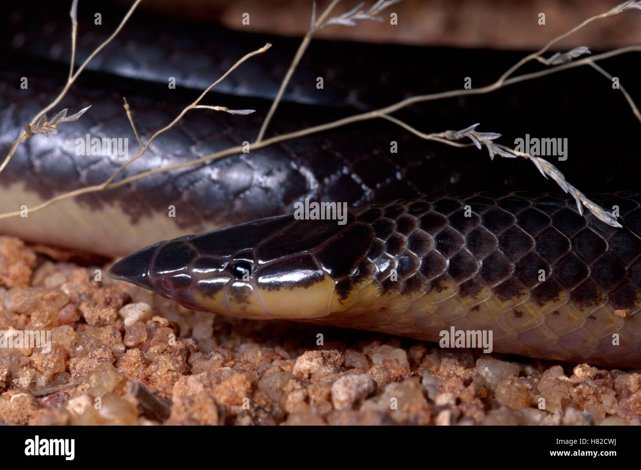 Bicolored Quill-nosed Snake (Xenocalamus bicolor) portrait, Kalahari ...