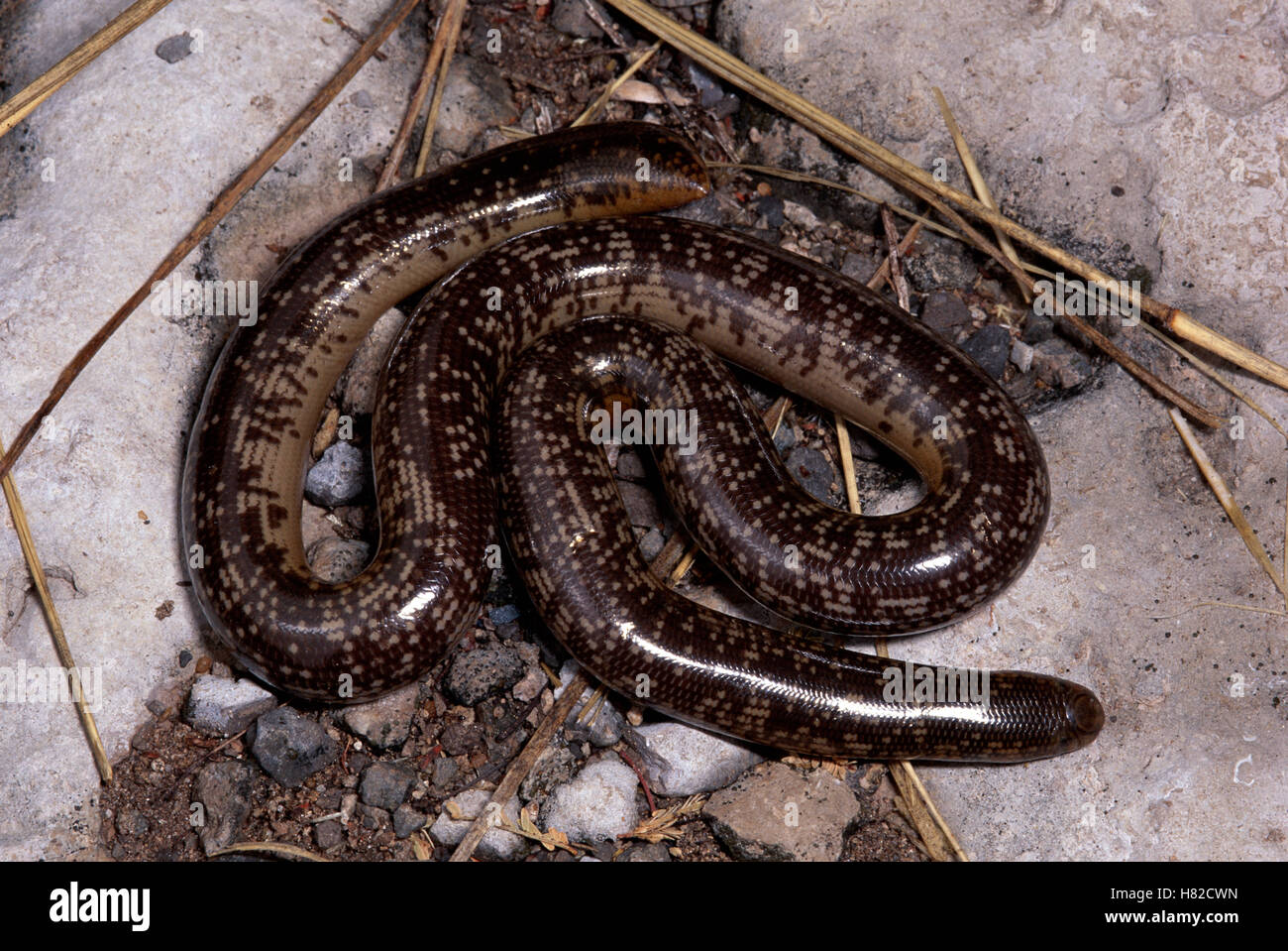 Giant Blind Snake (Typhlops schlegelii) coiled on ground, southern ...