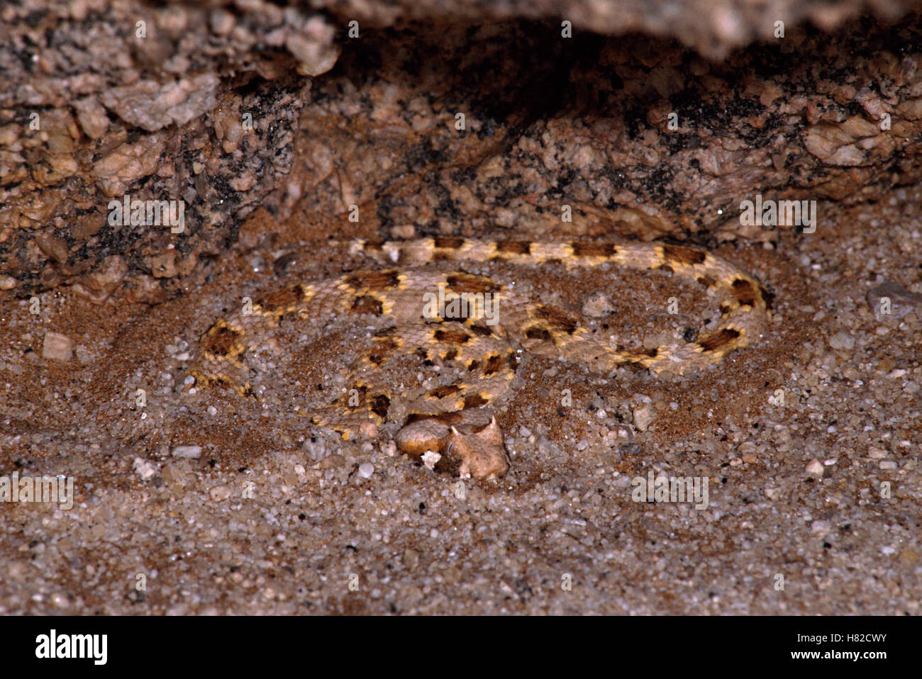 Horned Adder (Bitis caudalis) waiting for prey, Namib Desert, Namibia ...