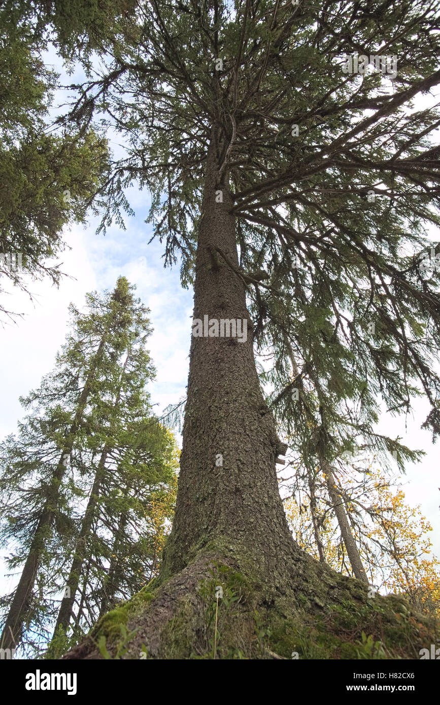 Wide angle shot of a big pine tree from below Stock Photo - Alamy