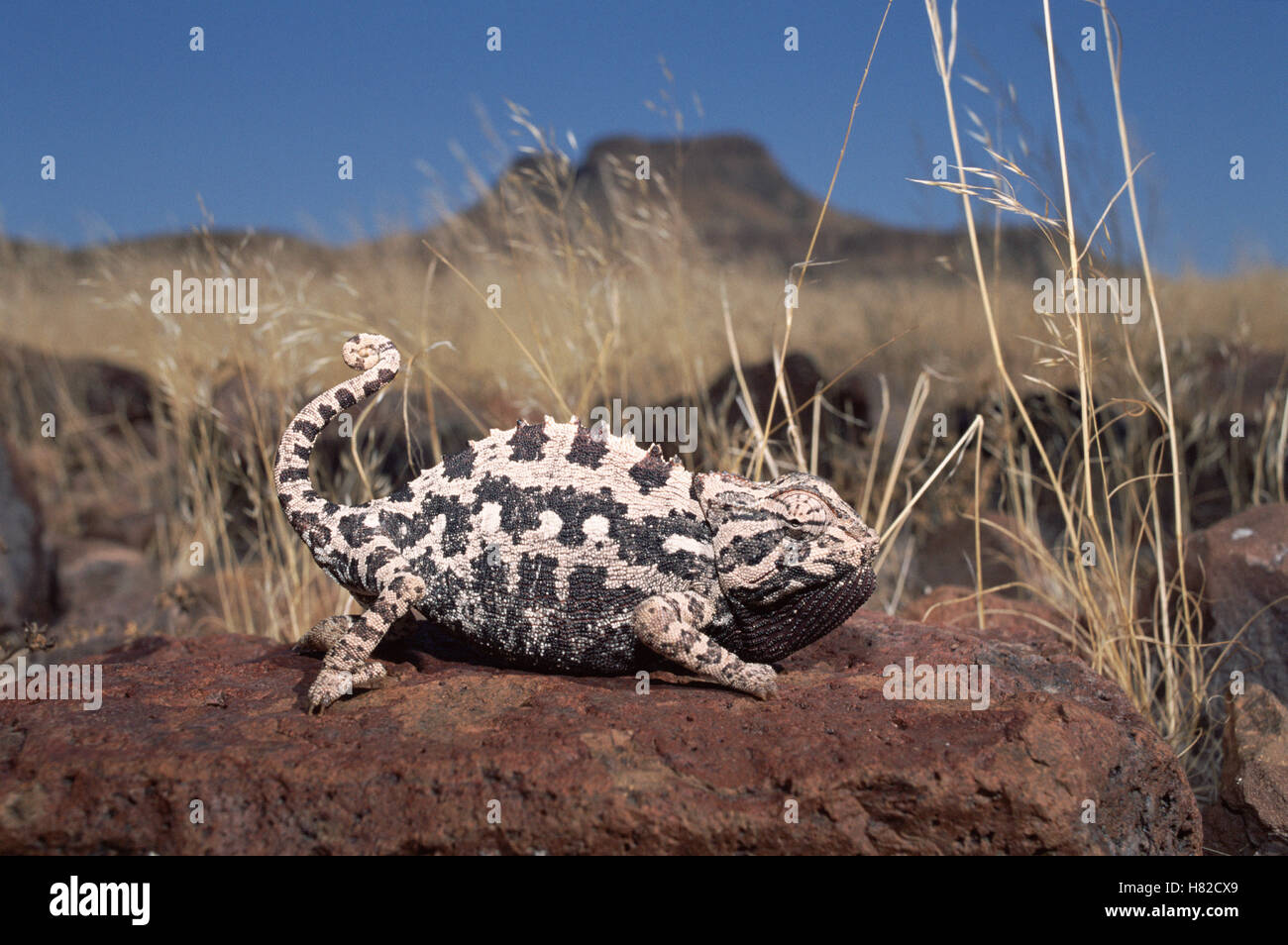 Namaqua Chameleon (Chamaeleo namaquensis) displaying, Namib Desert ...