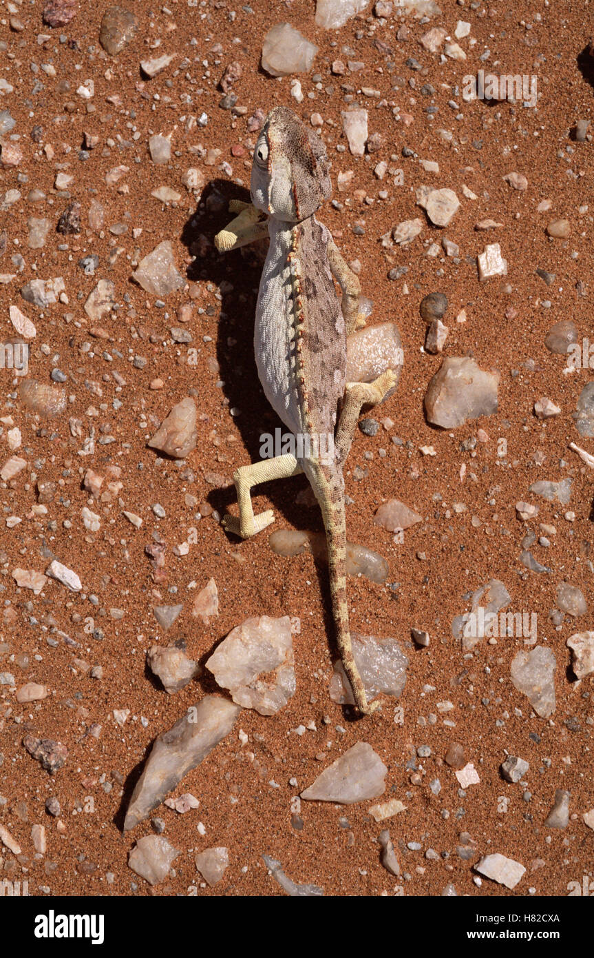 Namaqua Chameleon (Chamaeleo namaquensis), Namib Desert, Damaraland ...