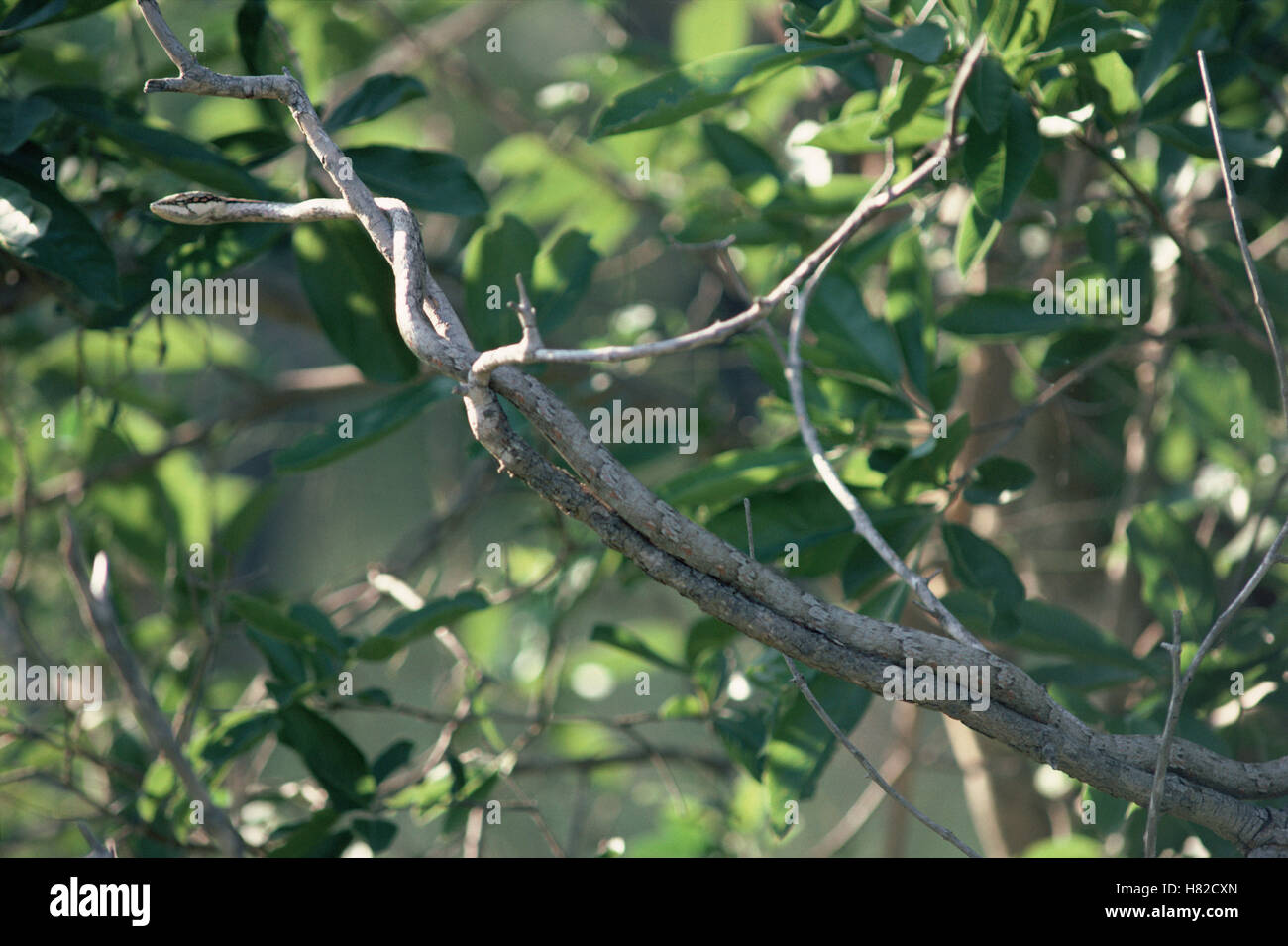 Twig Snake (Thelotornis capensis) camouflaged in tree, South Africa ...