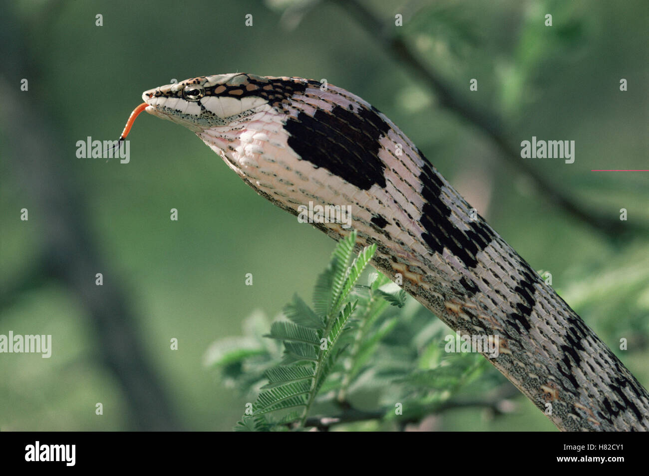 Twig Snake (Thelotornis capensis) inflating throat in threat display ...