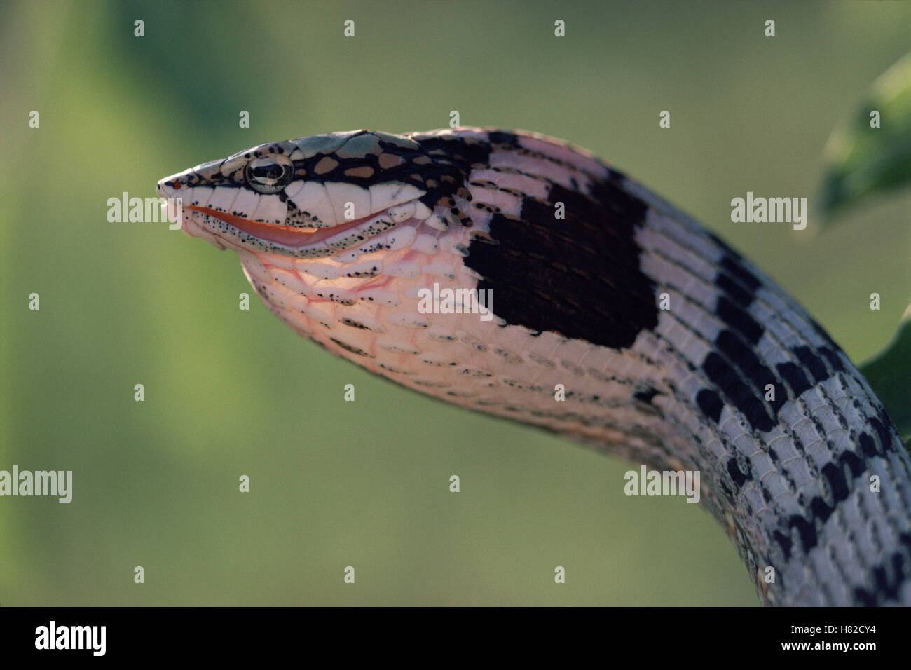 Twig Snake (Thelotornis capensis) inflating throat in threat display ...