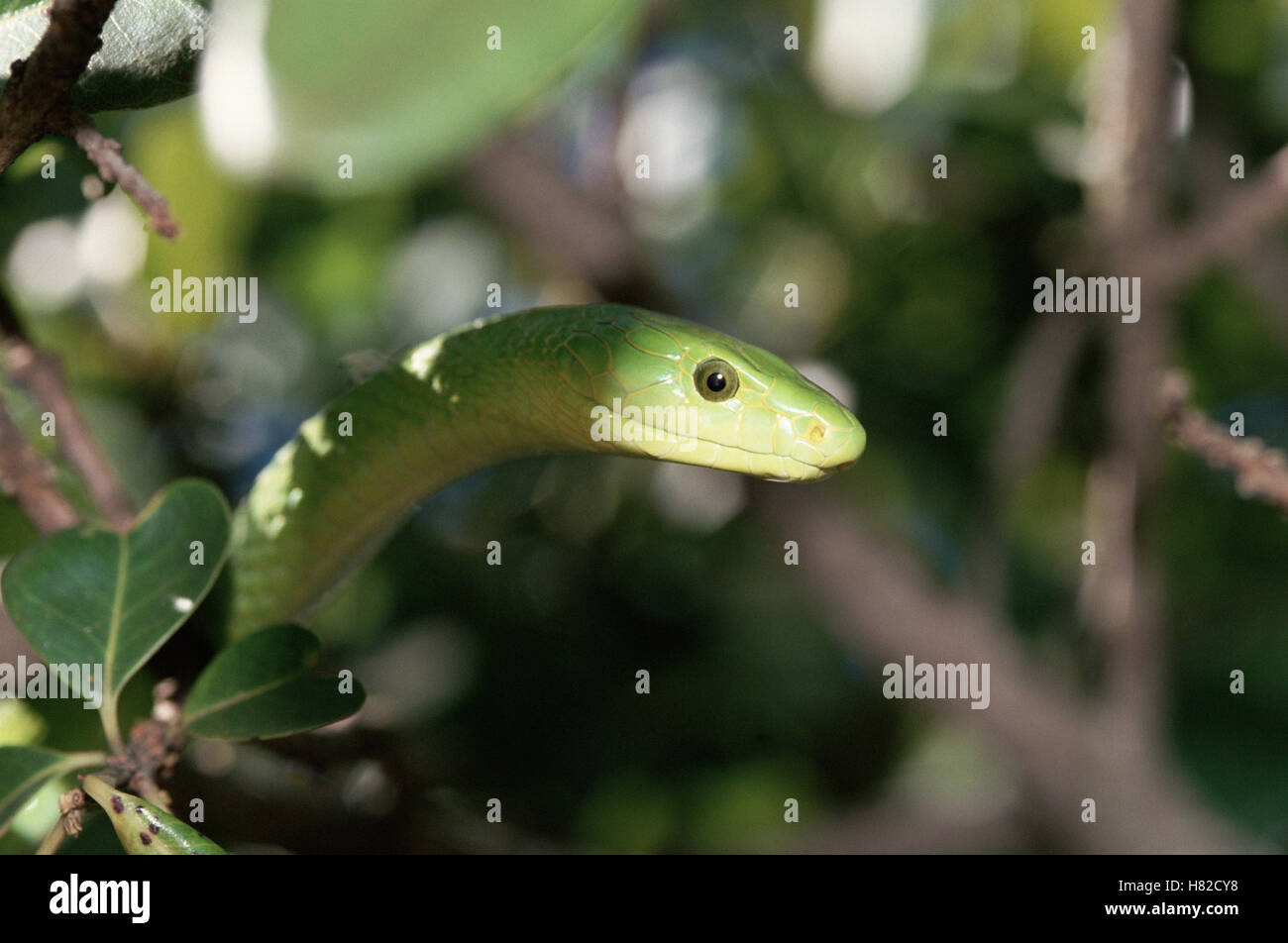 Eastern Green Mamba (Dendroaspis angusticeps) in forest, venomous ...