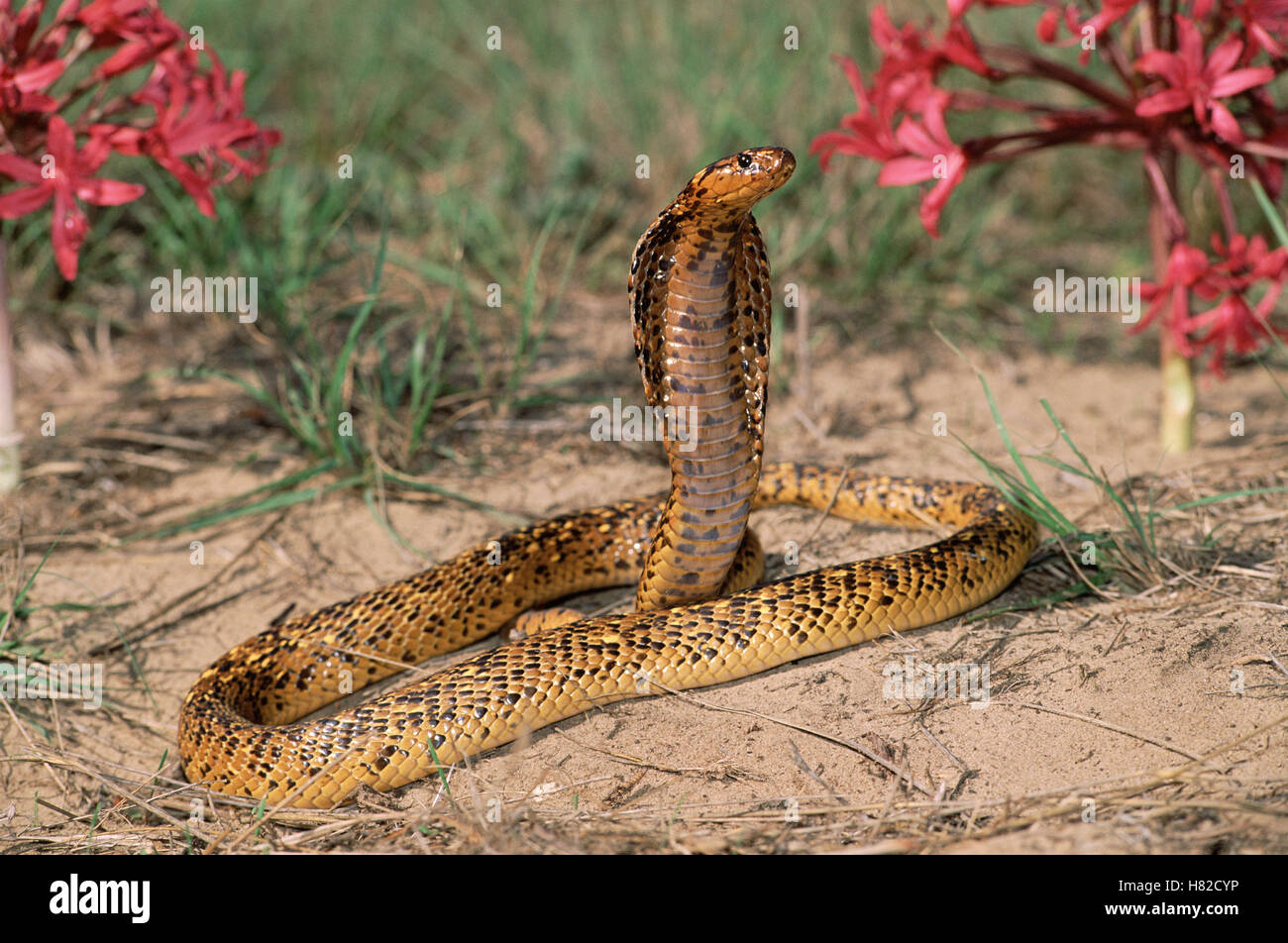 Cape Cobra (Naja nivea) speckled morph in defensive display with hood ...