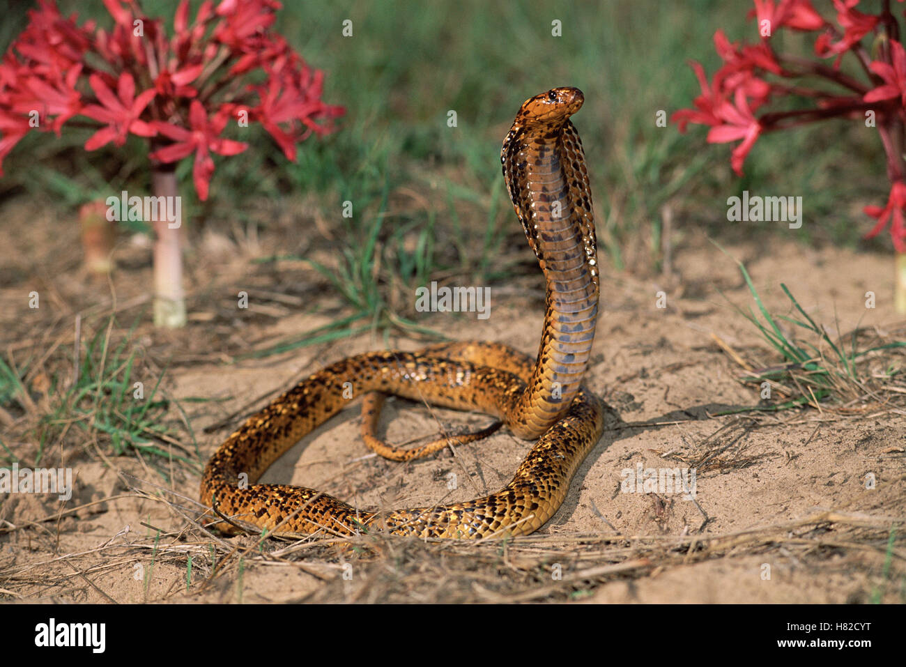 Cape Cobra (Naja nivea) speckled morph in defensive display with hood ...