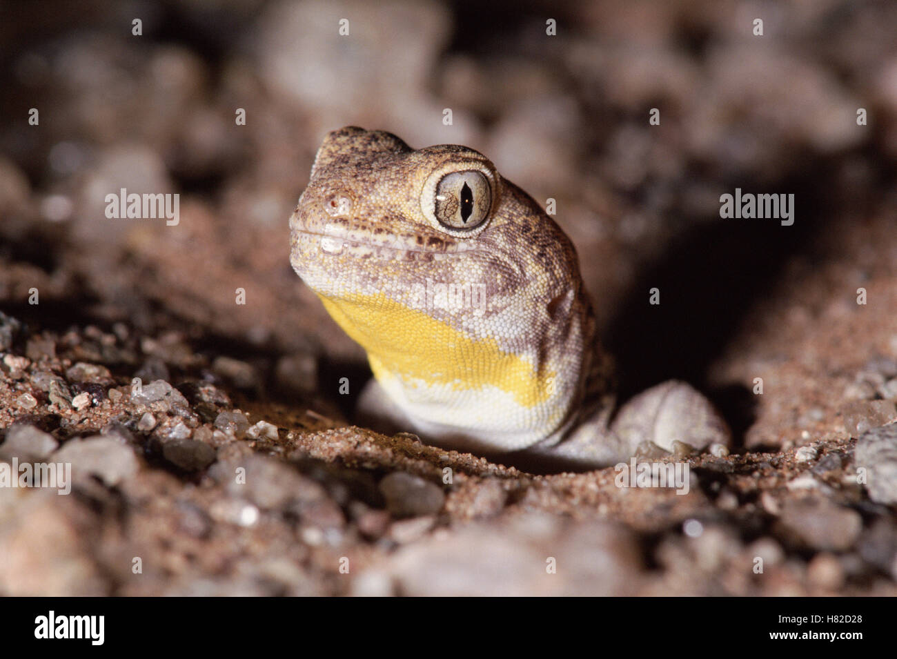 Common Barking Gecko (Ptenopus garrulus) male calling at entrance to ...