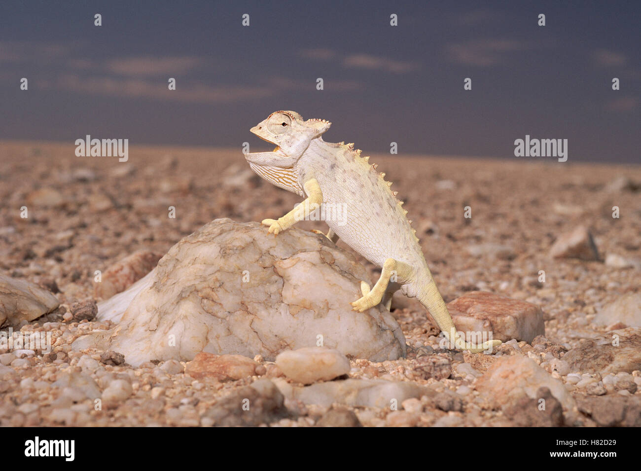 Namaqua Chameleon (Chamaeleo namaquensis) showing thermoregulation with ...