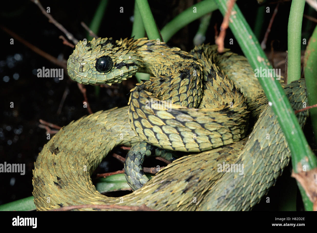Laurent's Mountain Bush Viper (Atheris hispidus) portrait, Africa Stock ...