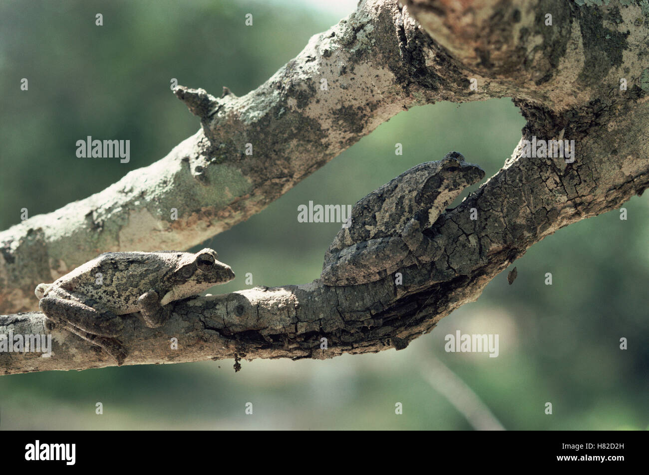 Grey Tree Frog (Chiromantis xerampelina) pair in daytime resting ...