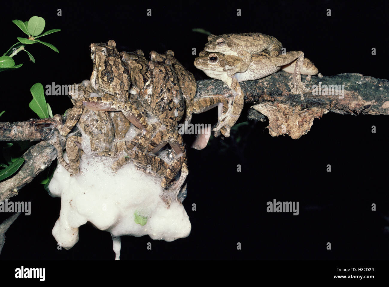 Grey Tree Frog (Chiromantis xerampelina) group co-operative foam nesting, seasonal ponds ...