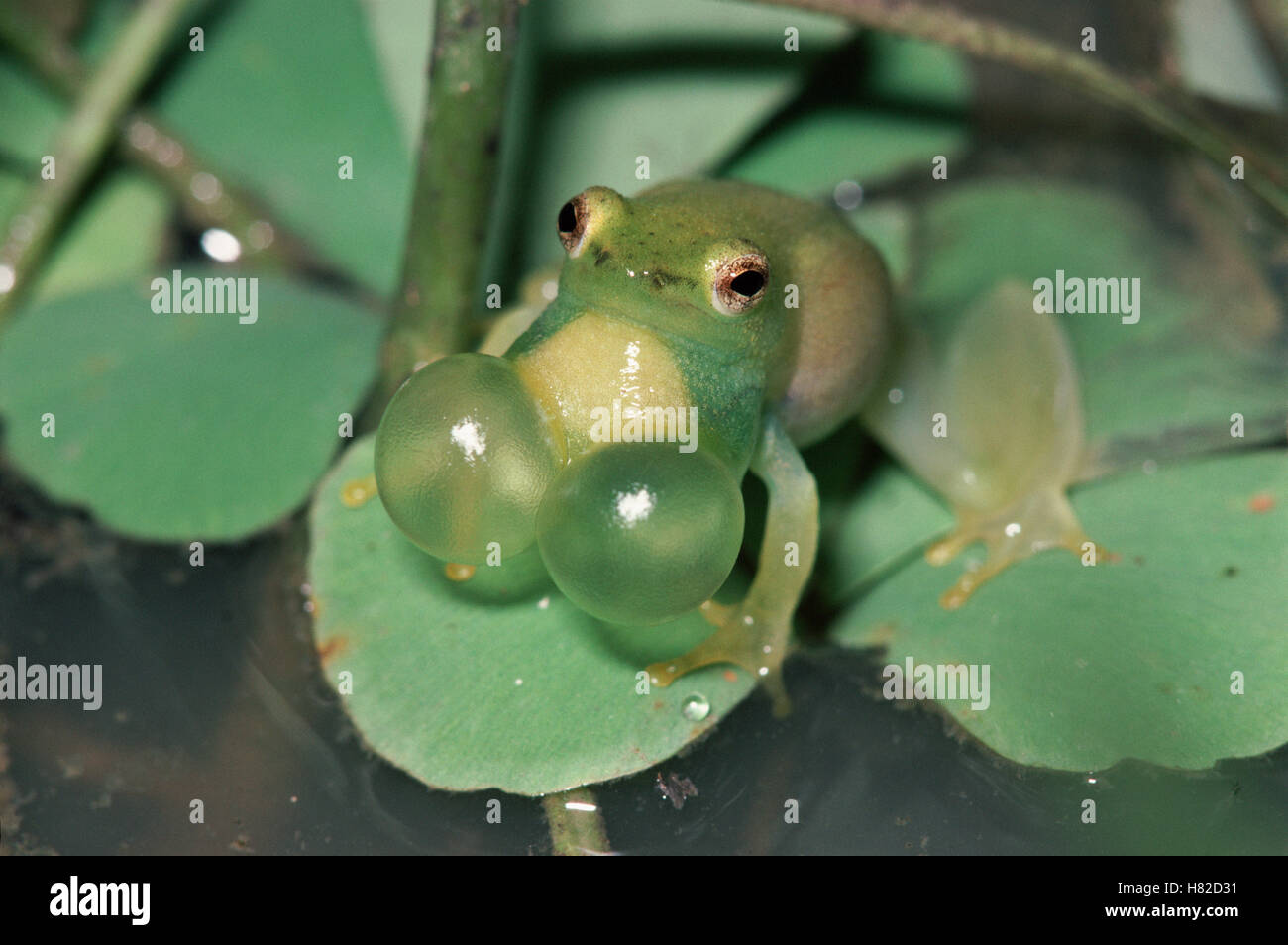 Water Lily Reed Frog (Hyperolius pusillus) male calling to female ...