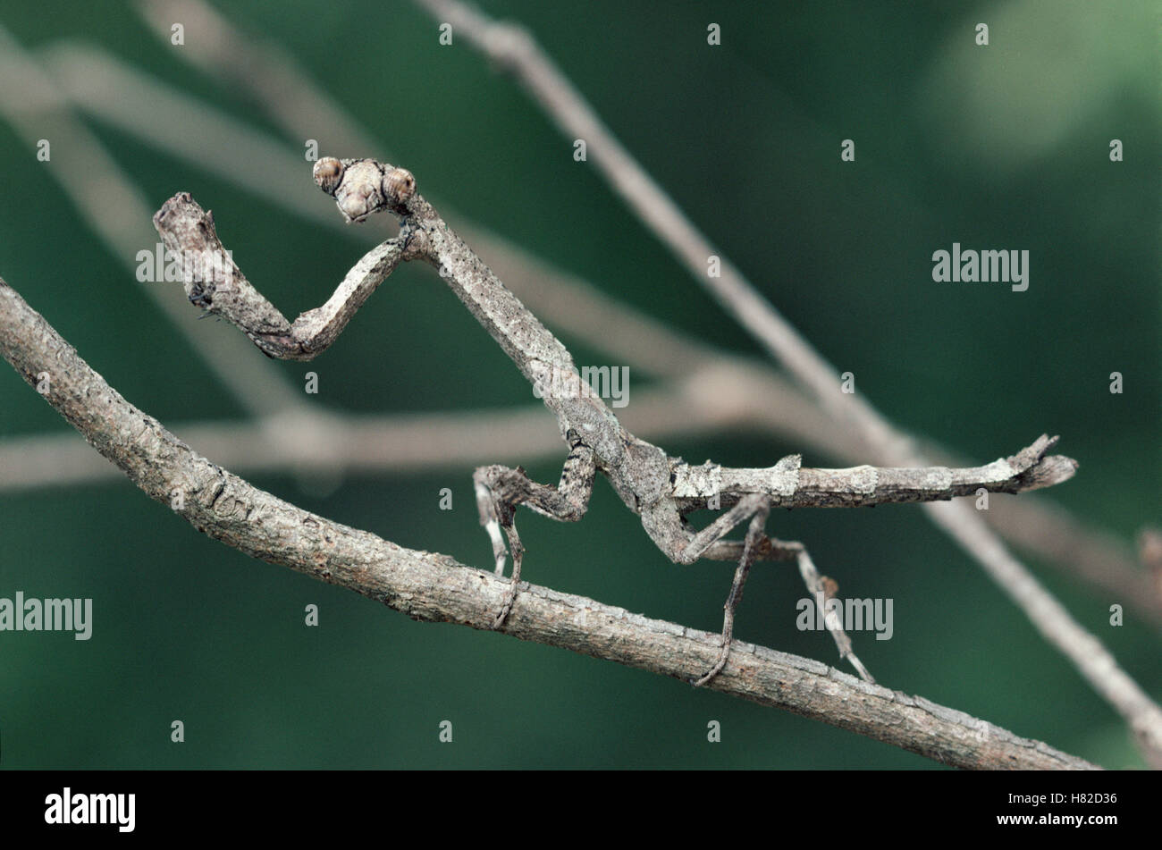 Praying Mantis disguised as stick to avoid predators, Africa Stock ...