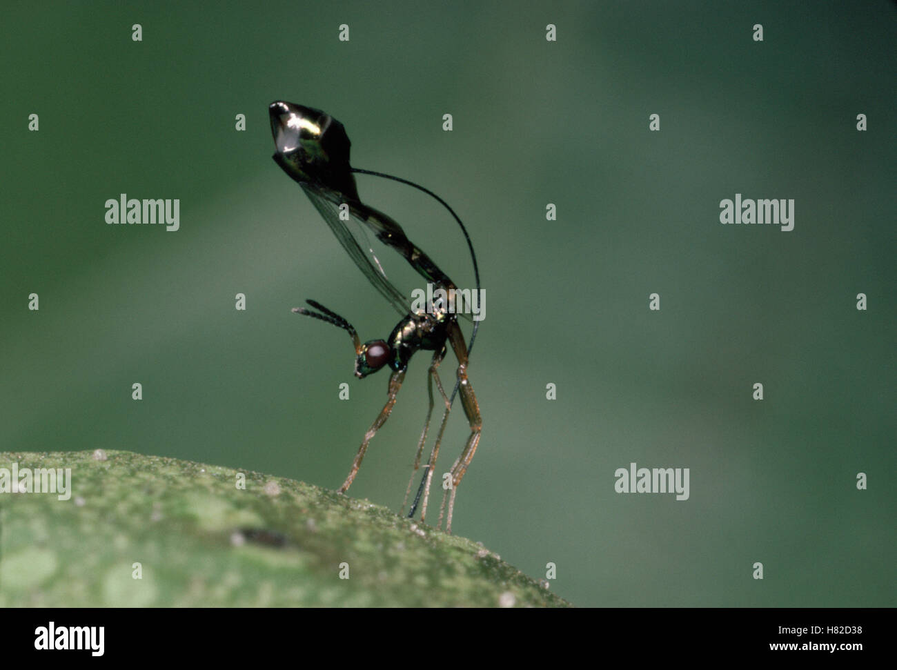 Fig Wasp ovipositing on Fig (Ficus capensis) 4x natural size, South ...