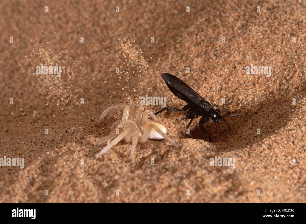 Wheel Spider (Carparachne aureoflava) captured by a parasitic Pompilid ...