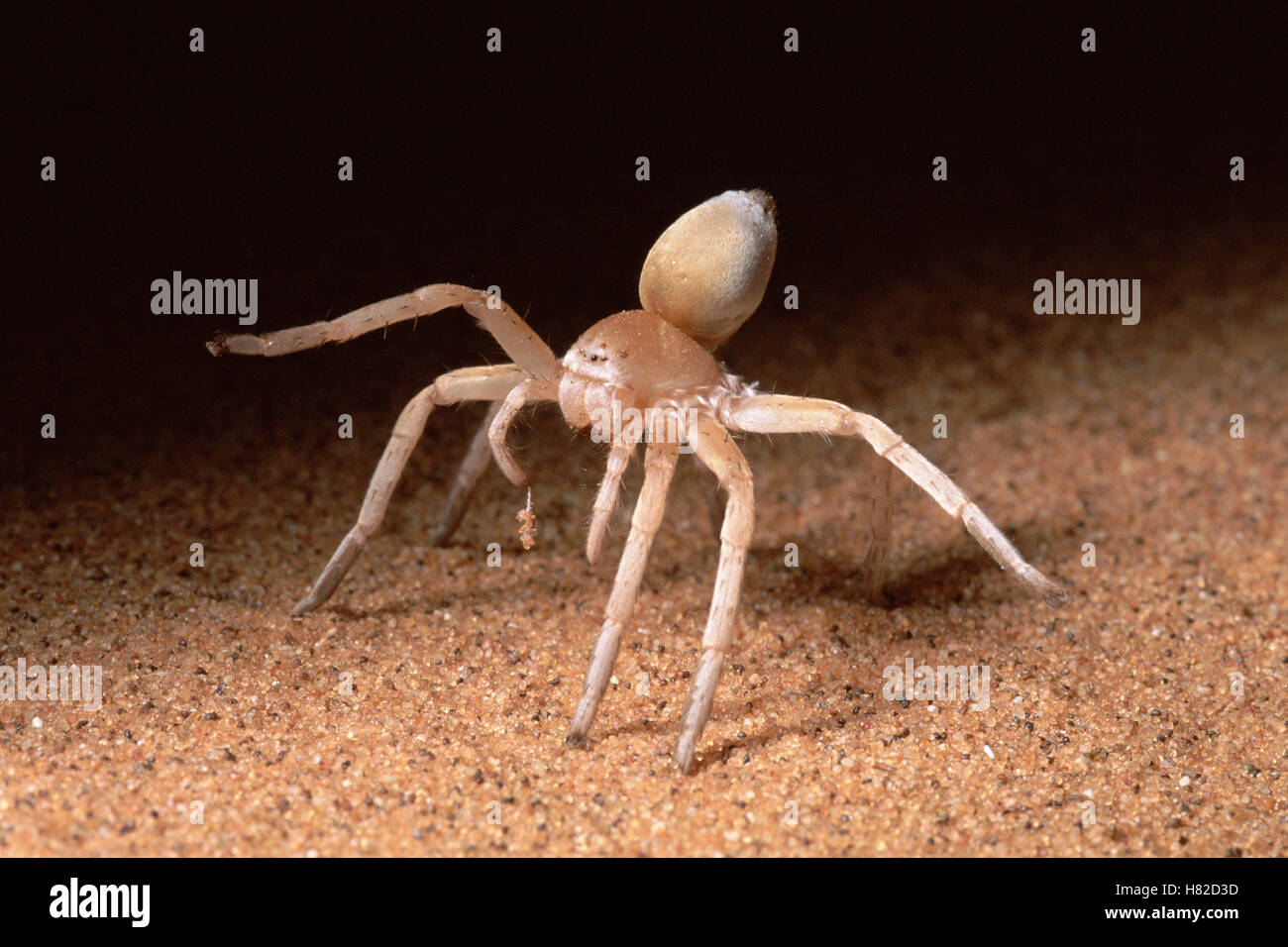 Wheel Spider (Carparachne aureoflava) in defensive threat display ...