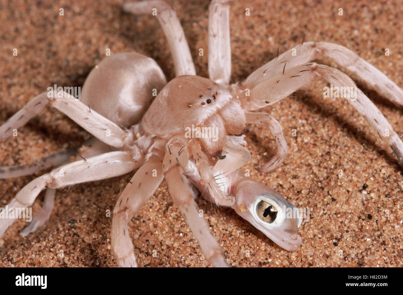 Wheel Spider (Carparachne aureoflava) eating a Namib Sand Gecko ...