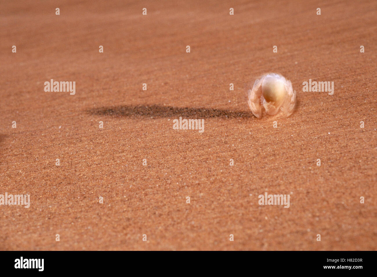 Wheel Spider (Carparachne aureoflava) wheeling across sand dune escape ...
