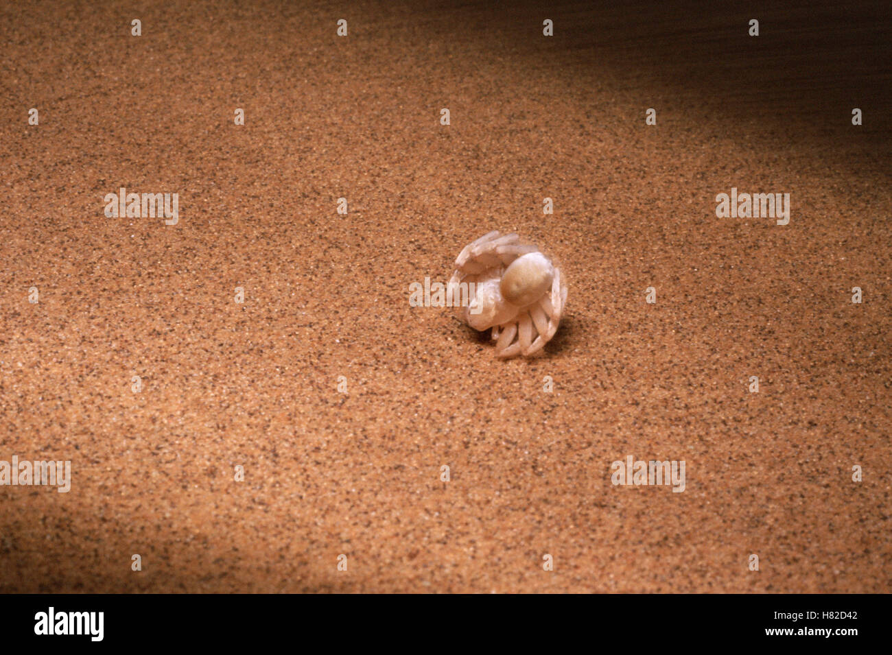 Wheel Spider (Carparachne aureoflava) wheeling across sand dune to ...