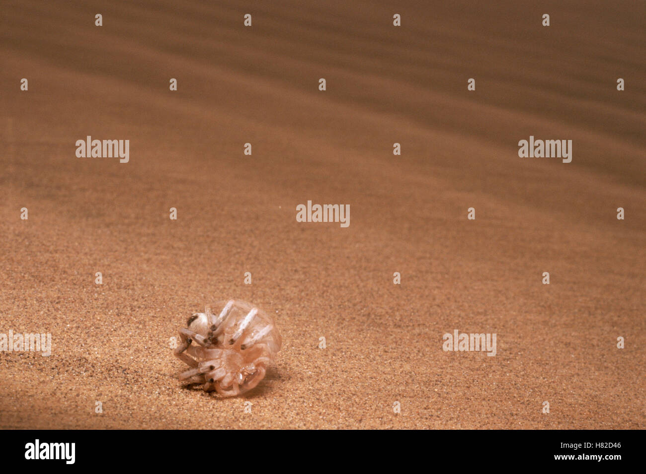 Wheel Spider (Carparachne aureoflava) wheeling across sand dune to ...