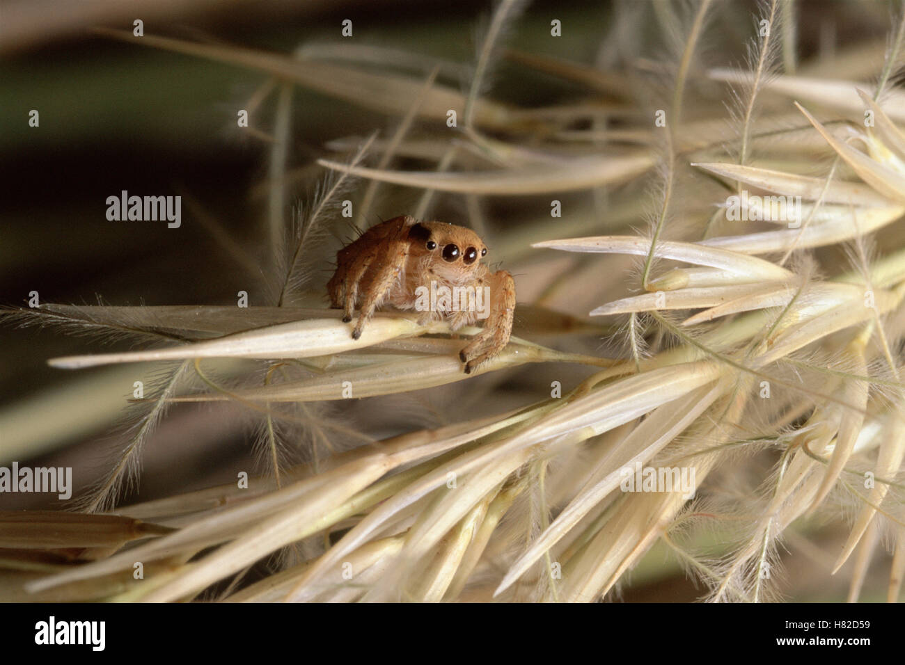 Jumping Spider, Namib Desert, Gobabeb, Namibia Stock Photo - Alamy