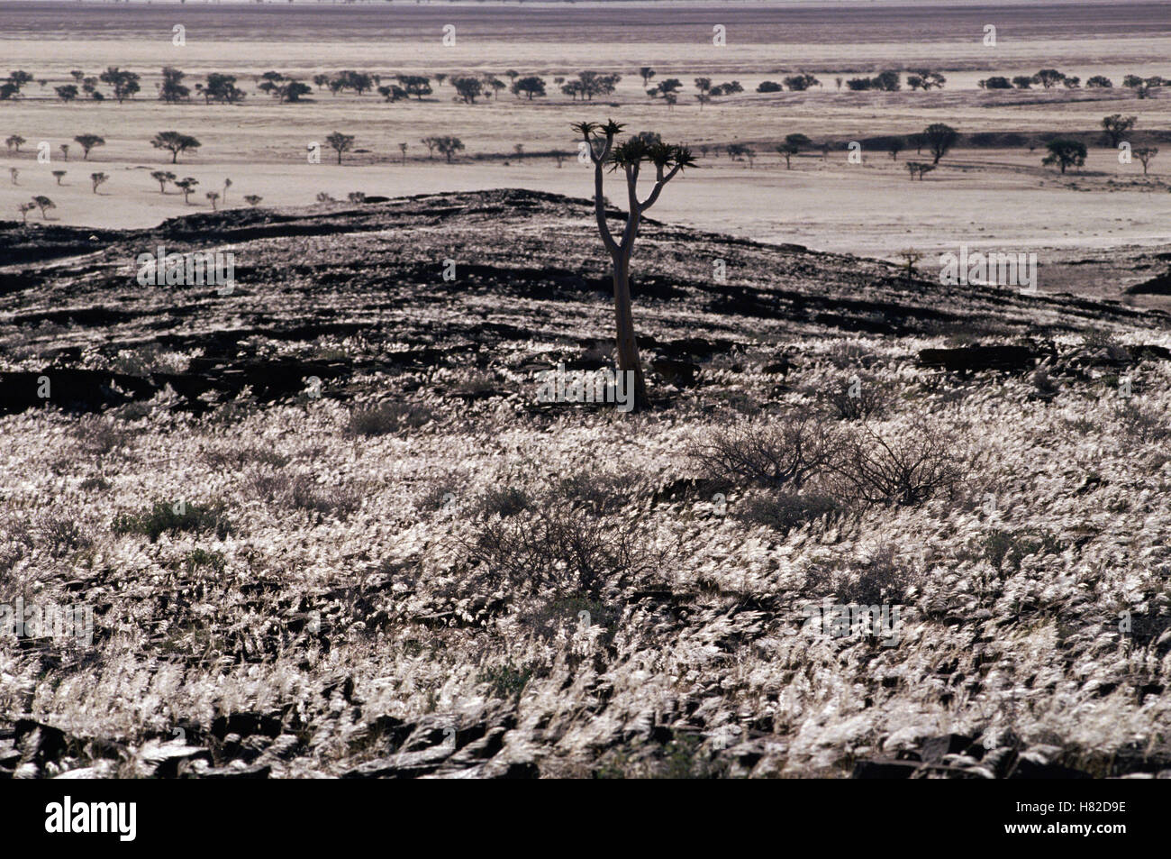 Grass and gravel plains, Namib Desert, Namibia Stock Photo - Alamy