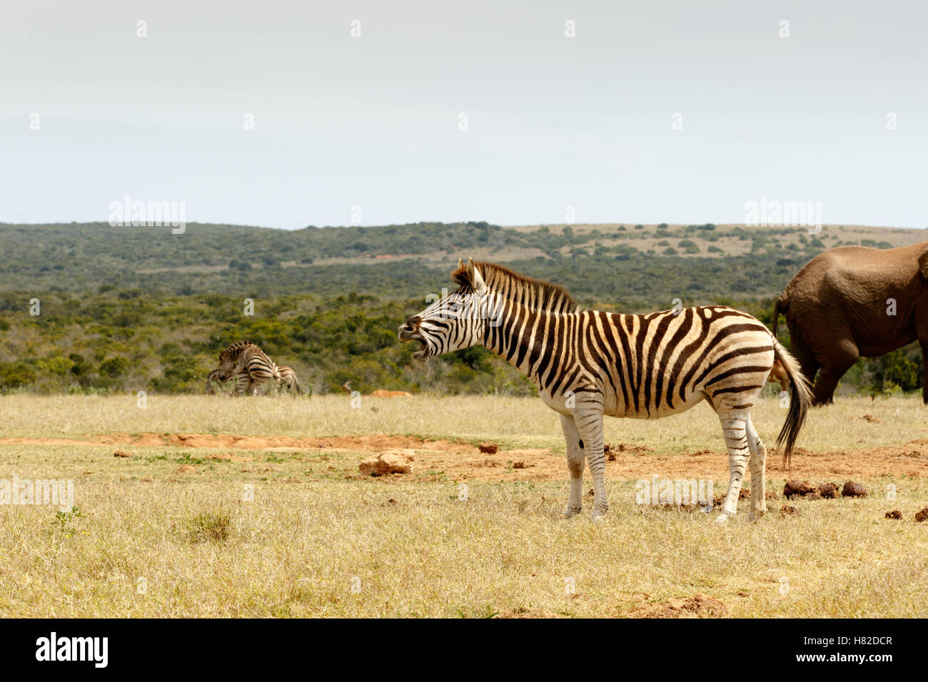 Burchell's Zebra standing and choking at what his friends are doing in ...