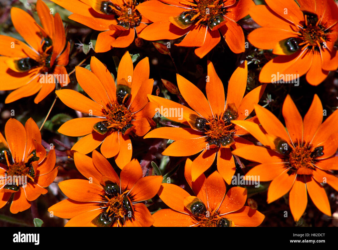 Beetle Daisy (Gorteria diffusa) spring flowers, Namaqualand, South ...
