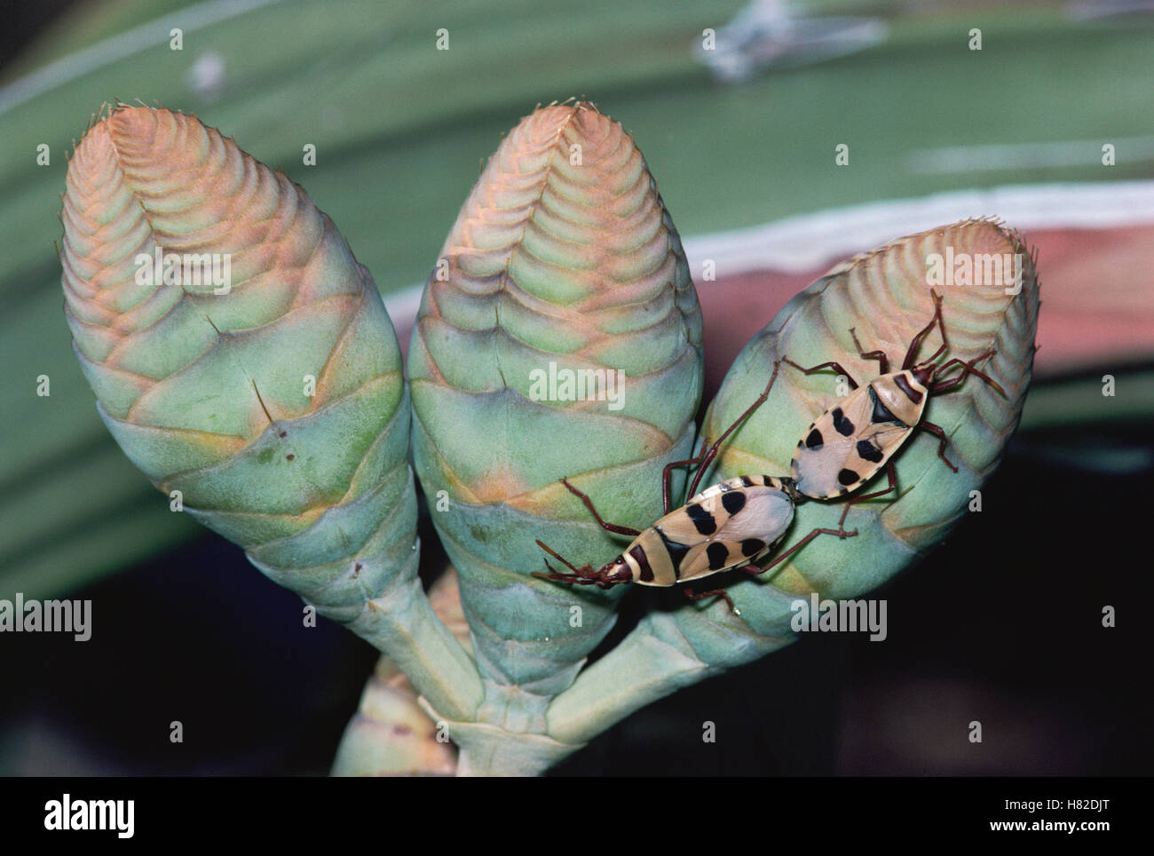 Welwitschia (Welwitschia mirabilis) female cones with mating bugs ...