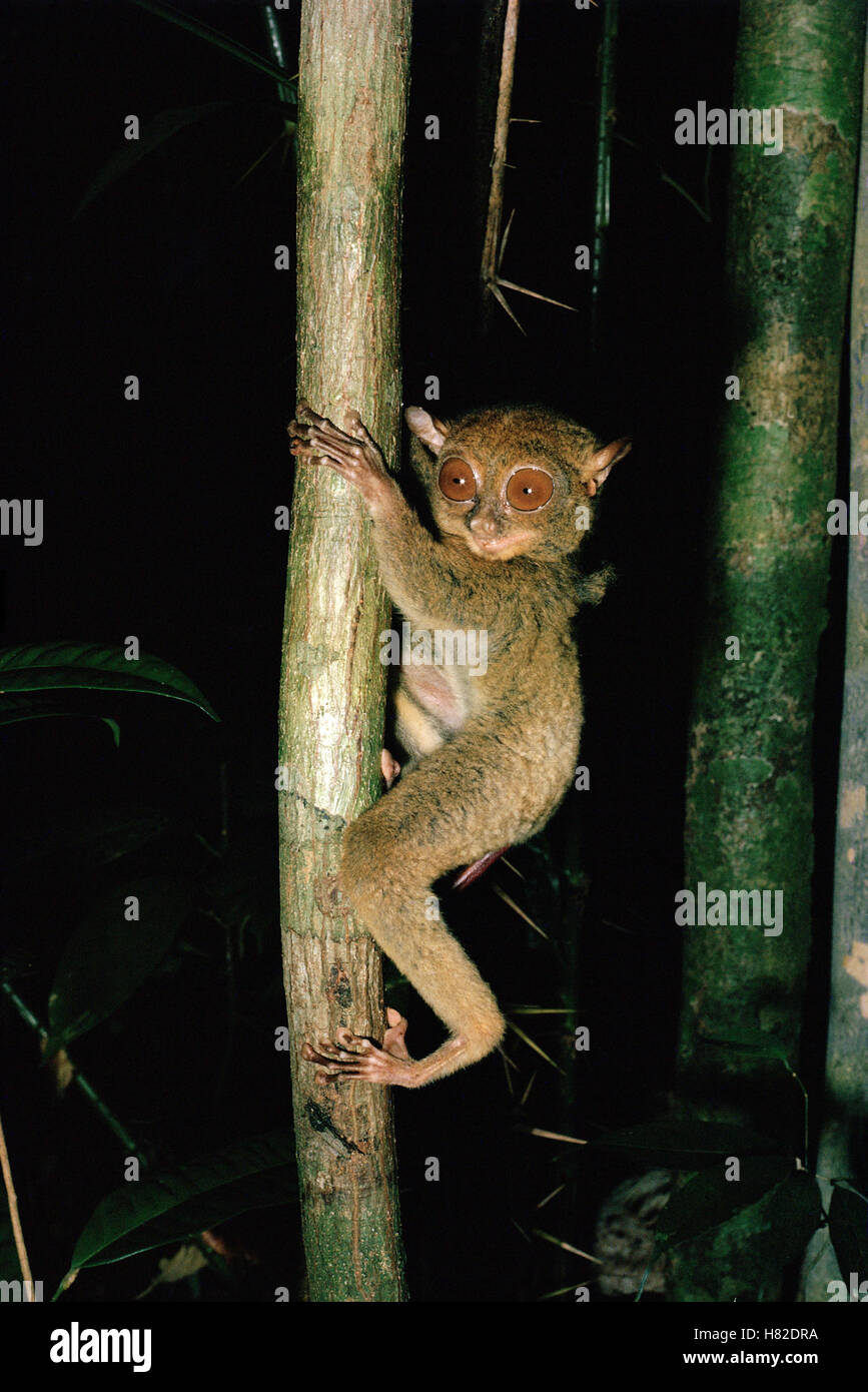 Western Tarsier (Tarsius bancanus) in the rainforest, Borneo Stock ...