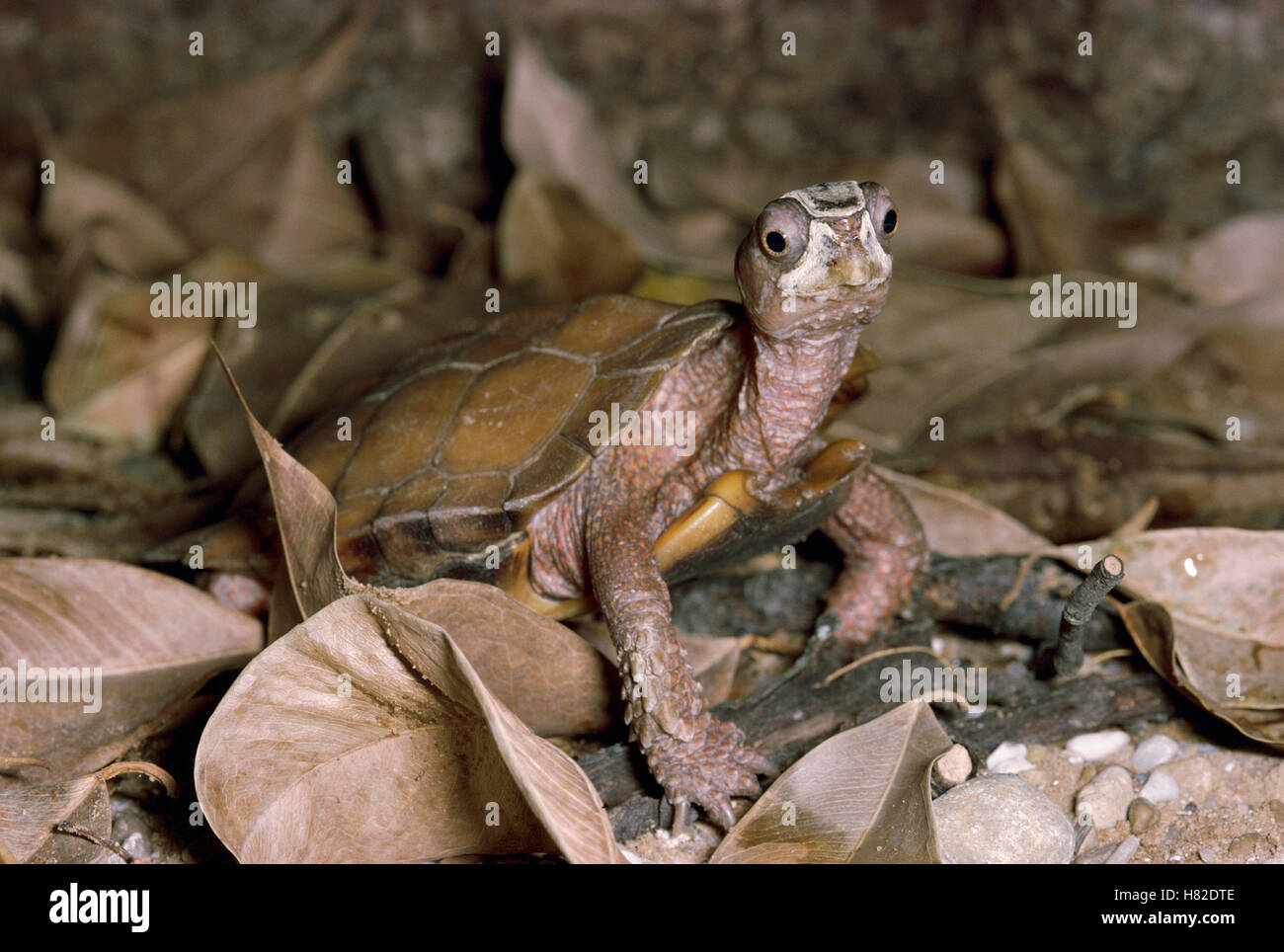 Black-breasted Leaf Turtle (Geoemyda spengleri) standing in leaf litter ...