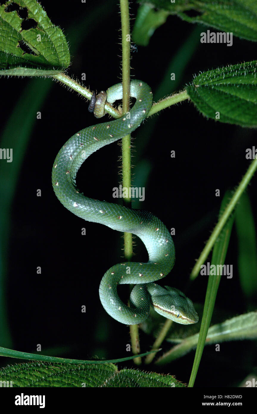 Temple Pit Viper (Trimeresurus wagleri) close-up of head, rainforest ...