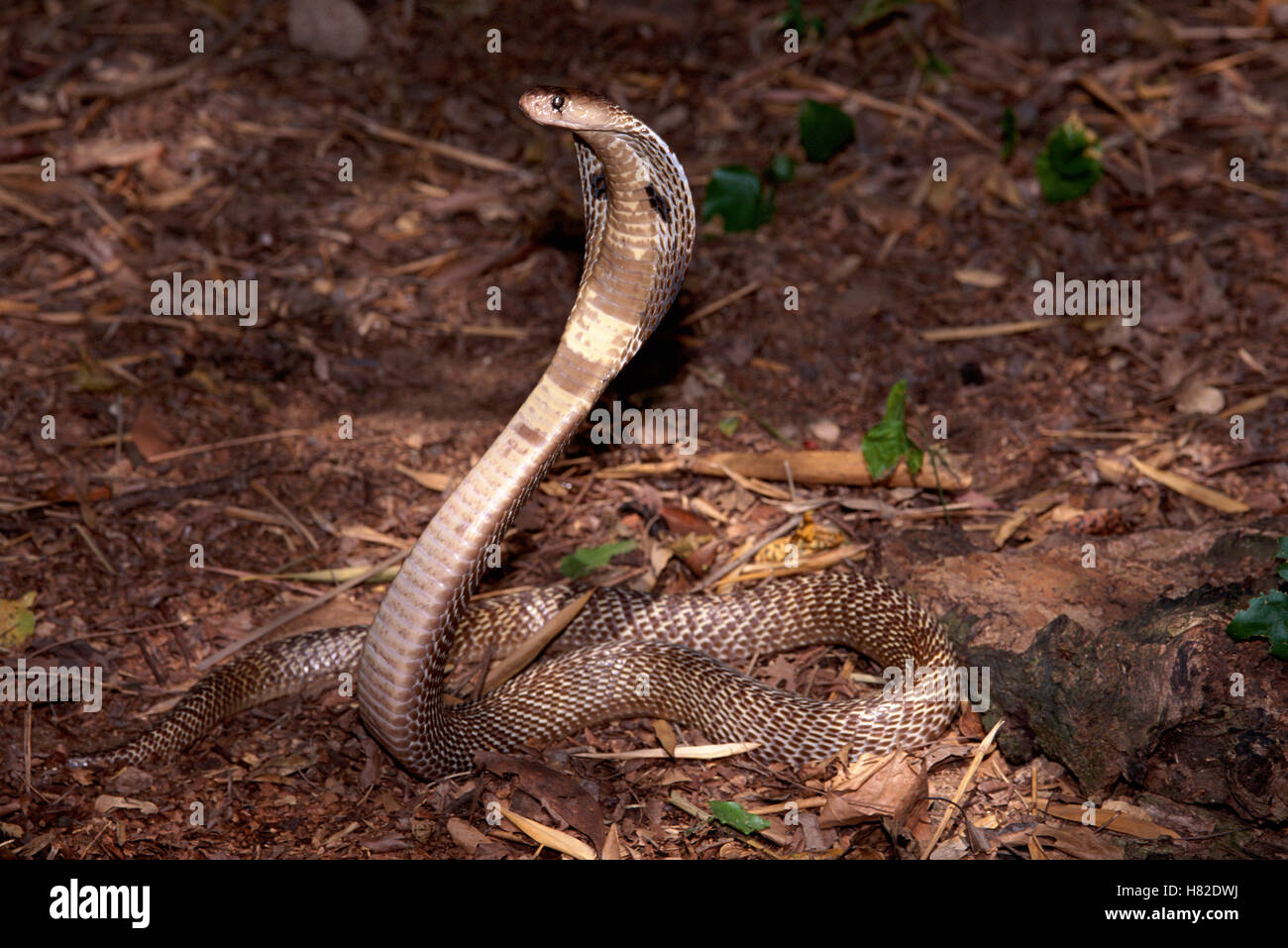 Spectacled Cobra (Naja naja) defensive display with spread hood, India ...
