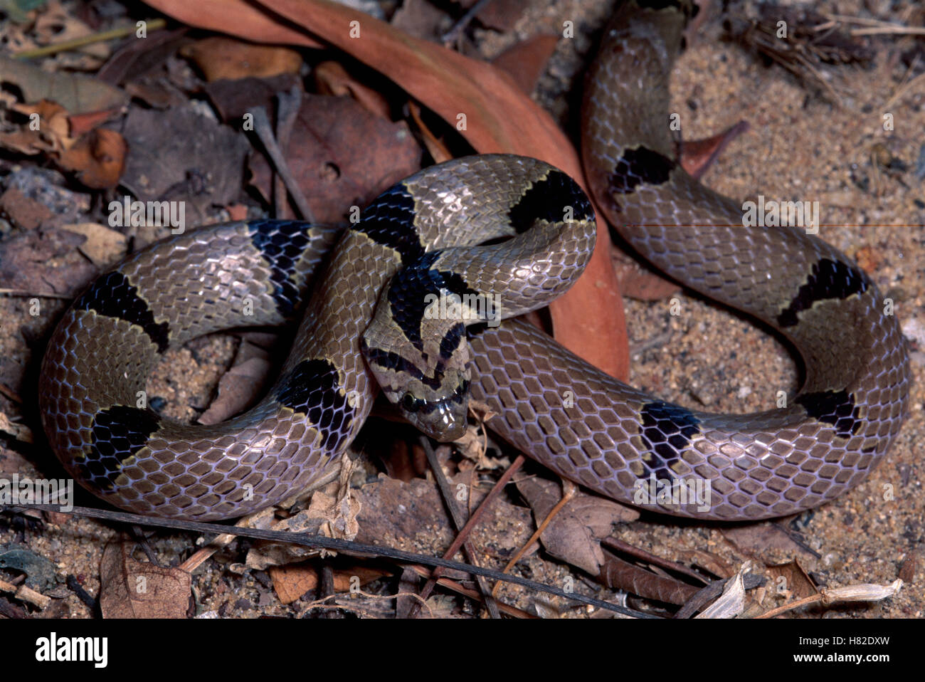 Banded Kukri (Oligodon arnensis), India Stock Photo - Alamy