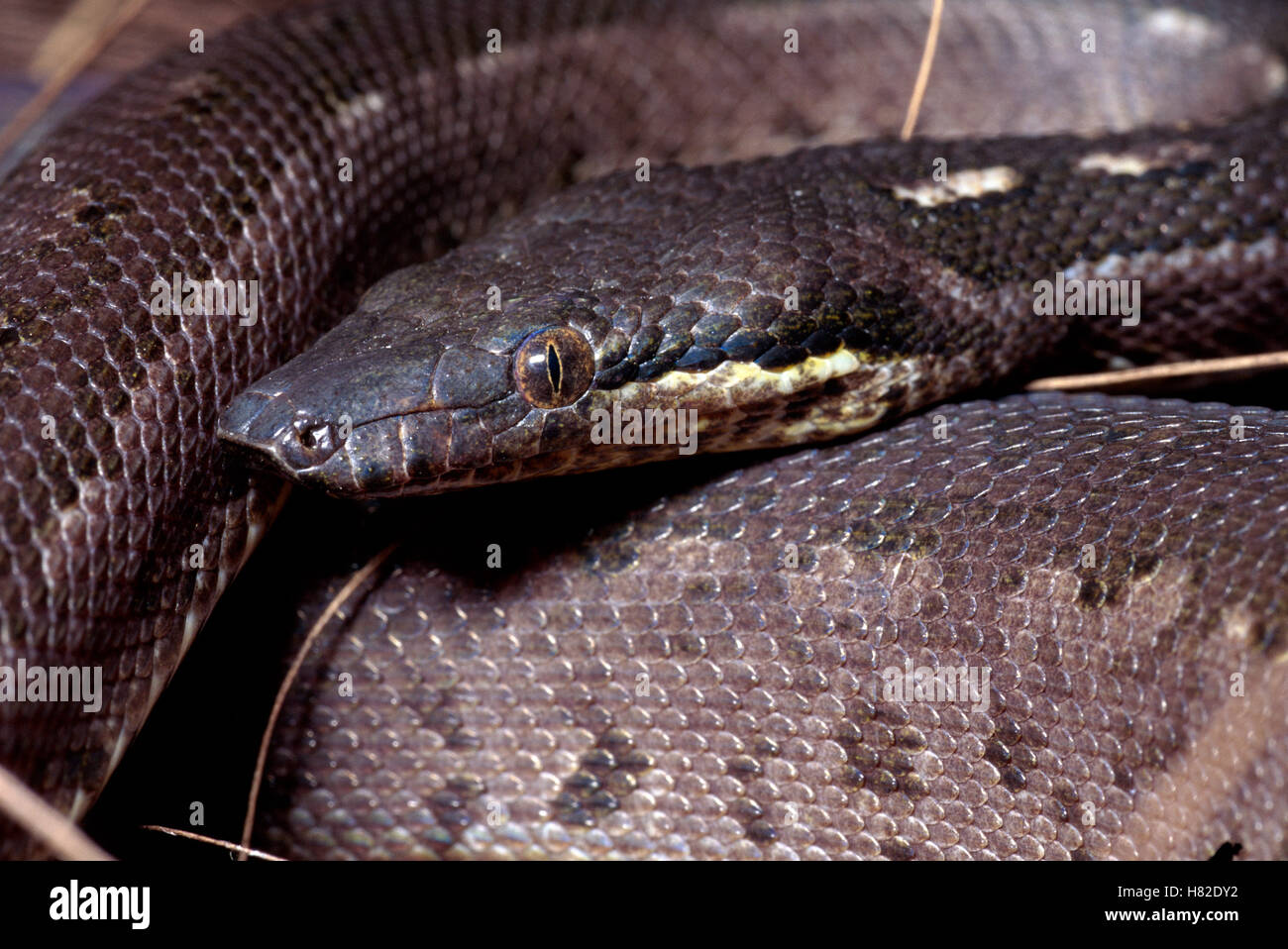 Round Island Boa (Casarea dussumieri) endangered, portrait, Indian ...