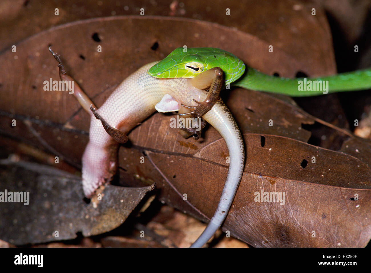 Oriental Whip Snake (Ahaetulla prasina) eating a skink, Borneo ...