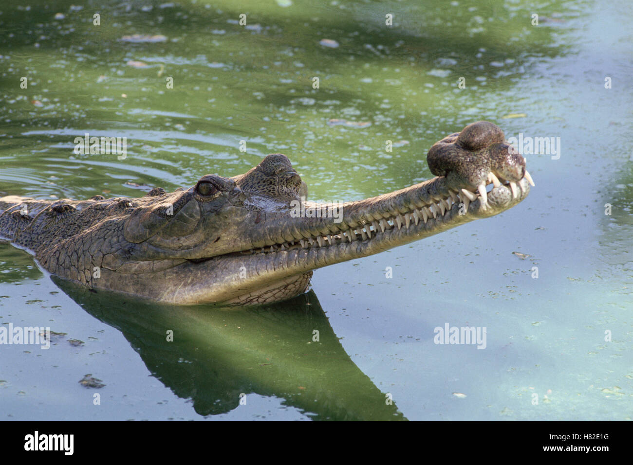 Gharial (Gavialis gangeticus) portrait, India Stock Photo - Alamy