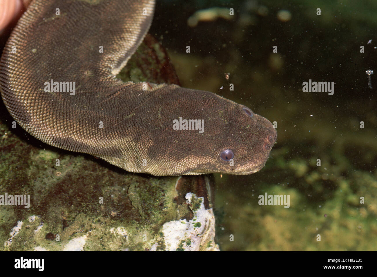 Elephant's Trunk File Snake (Acrochordus javanicus) freshwater swamps ...