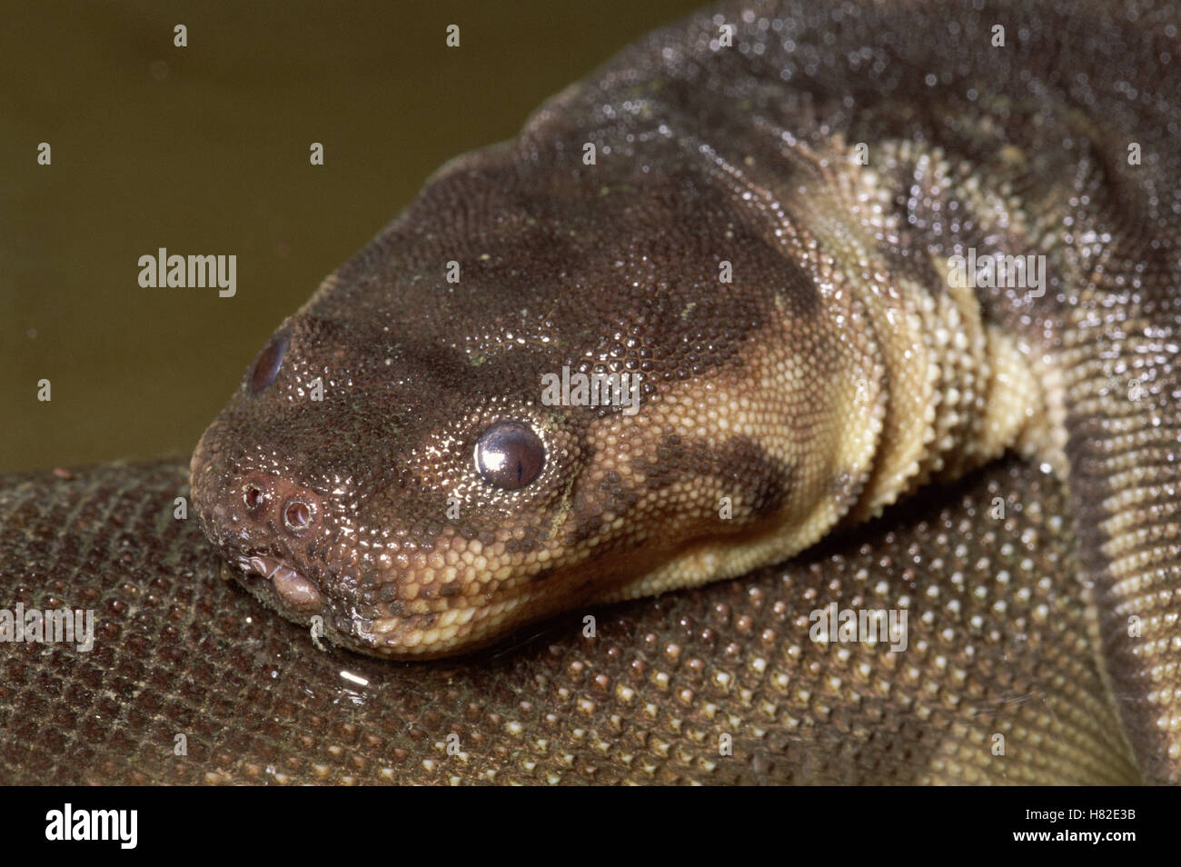Elephant's Trunk File Snake (Acrochordus javanicus) freshwater swamps ...