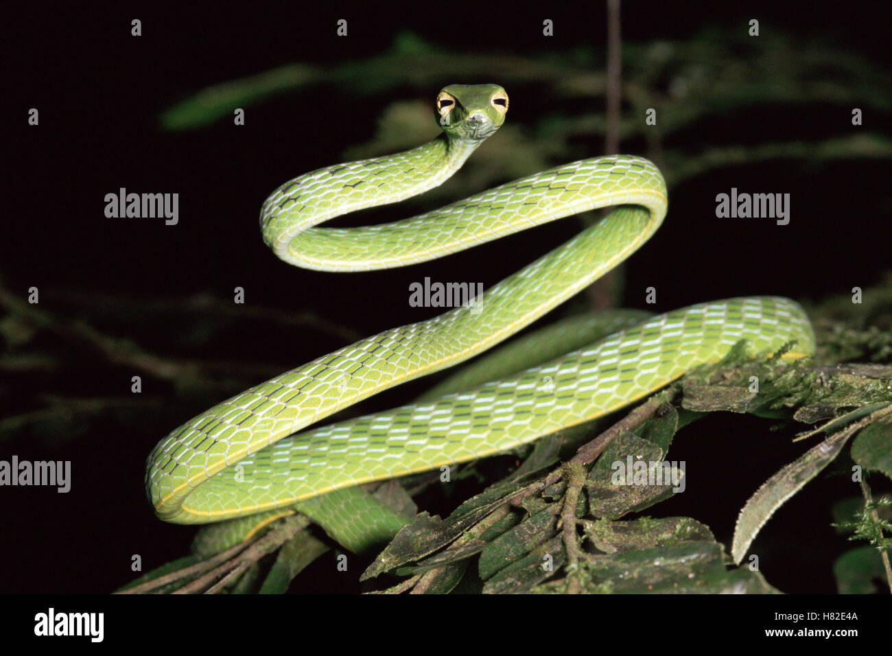 Oriental Whip Snake (Ahaetulla prasina) in the rainforst, Danum Valley ...