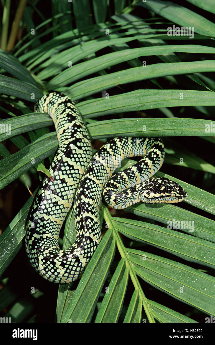 Temple Pit Viper (Trimeresurus wagleri) rainforest, southeast Asia ...