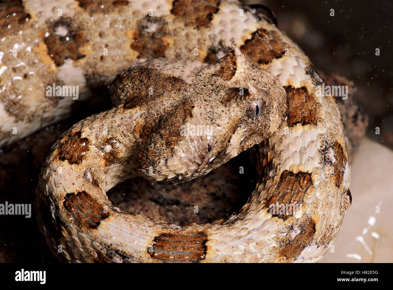 Horned Adder (Bitis caudalis) drinking moisture from its skin, desert ...