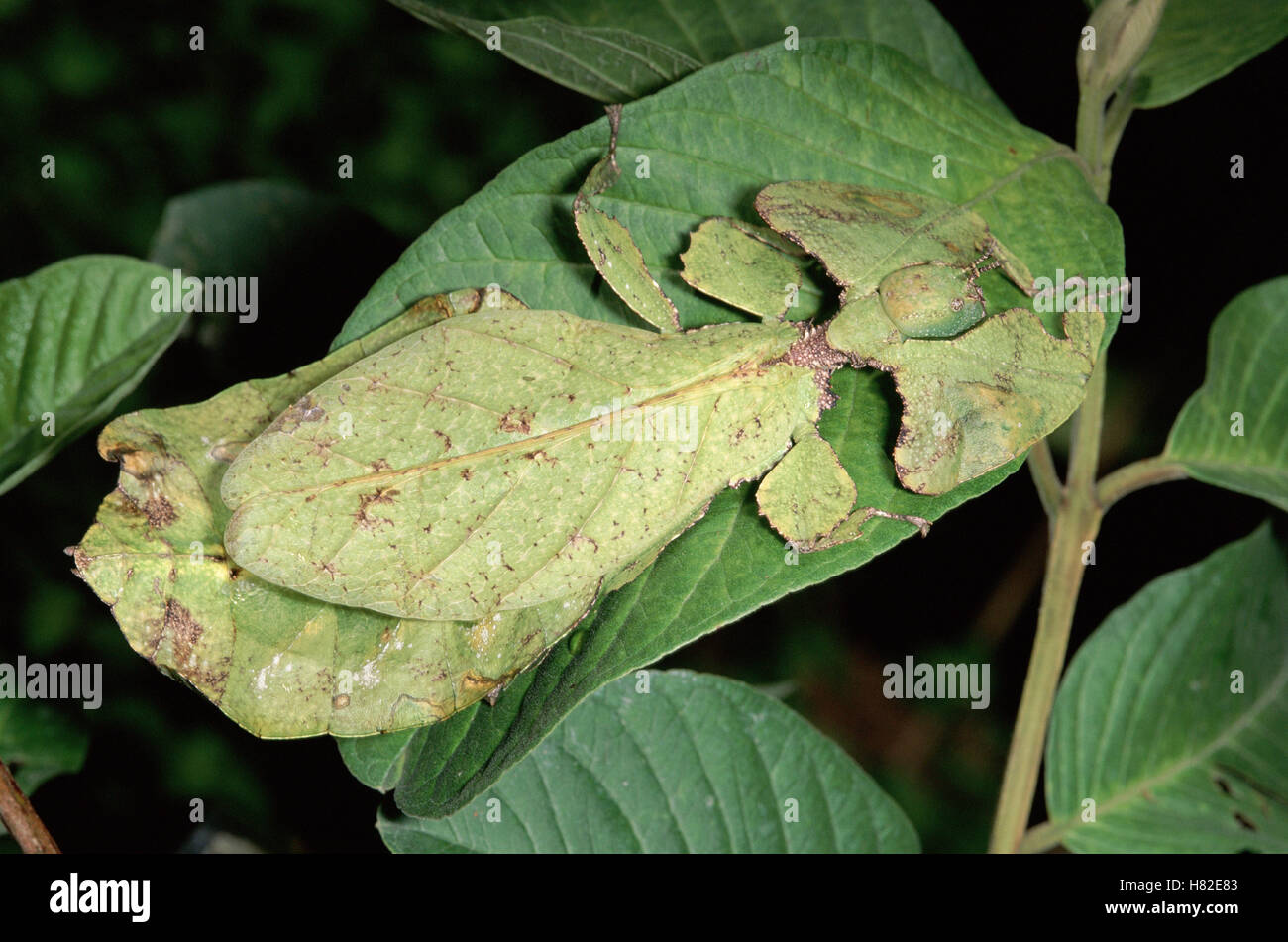 Leaf Insect (Phyllium sp) camouflaged on leaf, Malaysia Stock Photo - Alamy