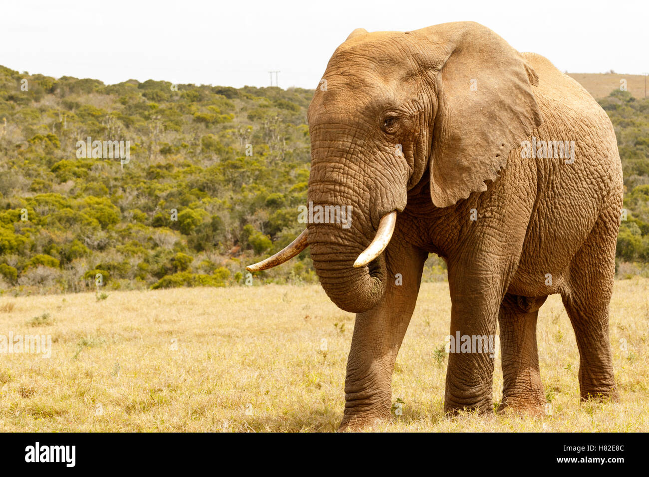 Proudly south african hi-res stock photography and images - Alamy