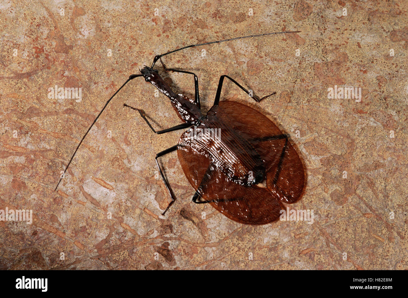 Fiddle Beetle (Mormolyce phyllodes) portrait, top view, Danum Valley ...
